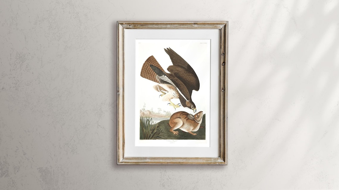 Common Buzzard Print Vintage Bird Illustration From 19th - Etsy