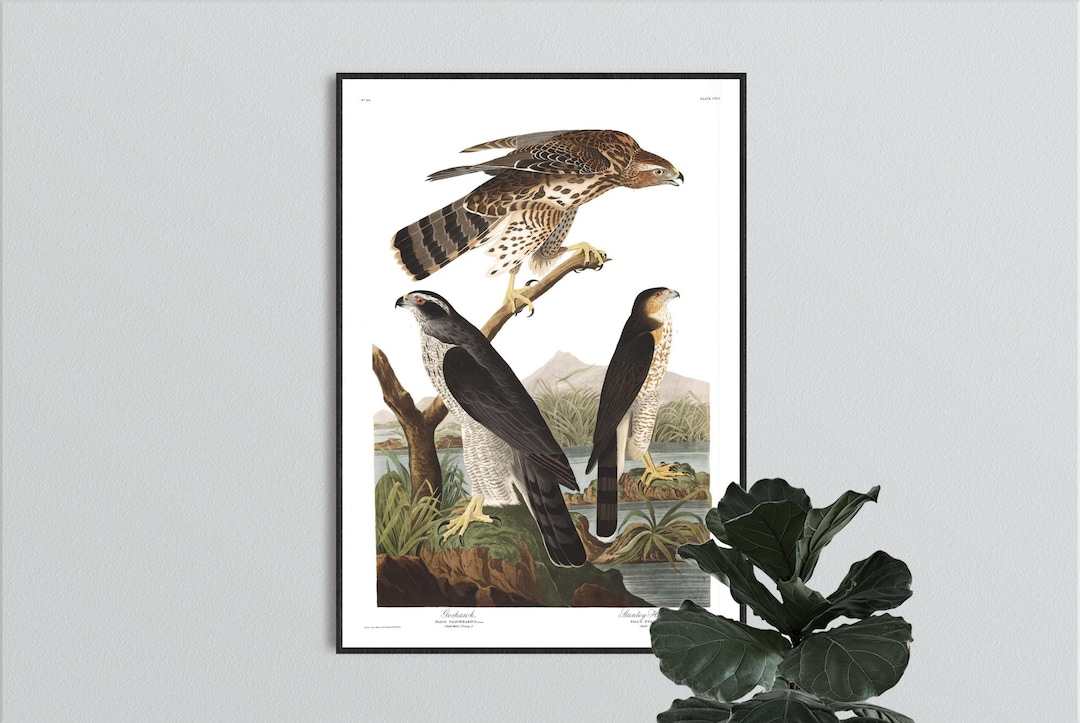 Goshawk Bird Print - Vintage Bird Illustration From 19th Century ...