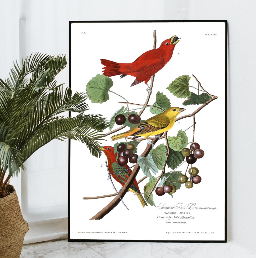 Summer Red Bird Print Vintage Bird Illustration From 19th Century Retro ...