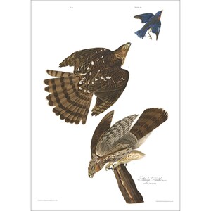 Stanley Hawk Print Vintage Bird Illustration From 19th Century Retro ...