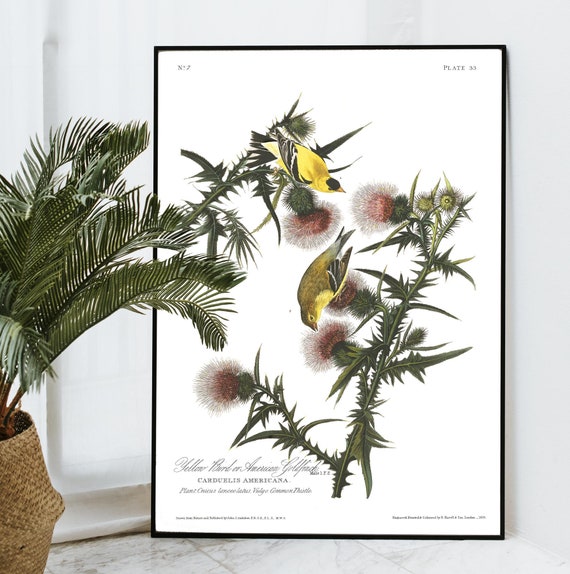 American Goldfinch Bird Print Vintage Bird Illustration From - Etsy