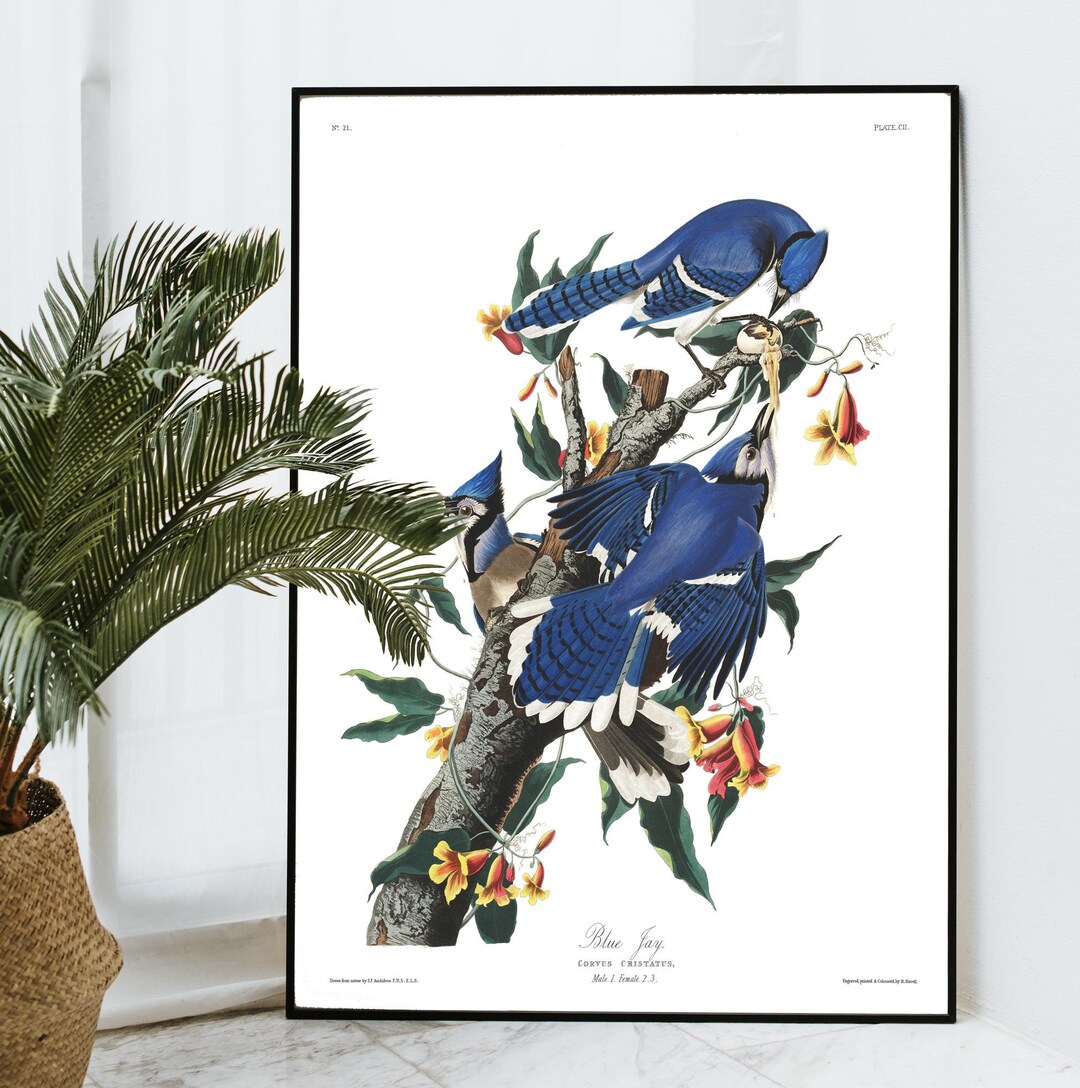 Blue Jay Print Vintage Bird Illustration From 19th Century - Etsy