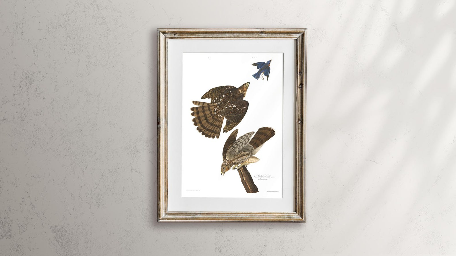 Stanley Hawk Print Vintage Bird Illustration From 19th - Etsy
