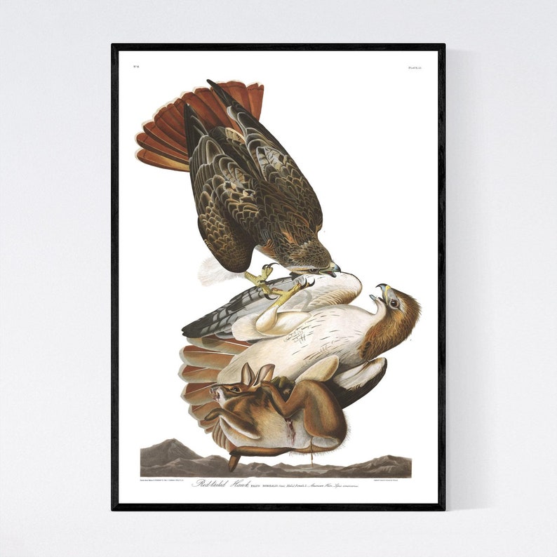Red Tailed Hawk Print Vintage Bird Illustration From 19th - Etsy
