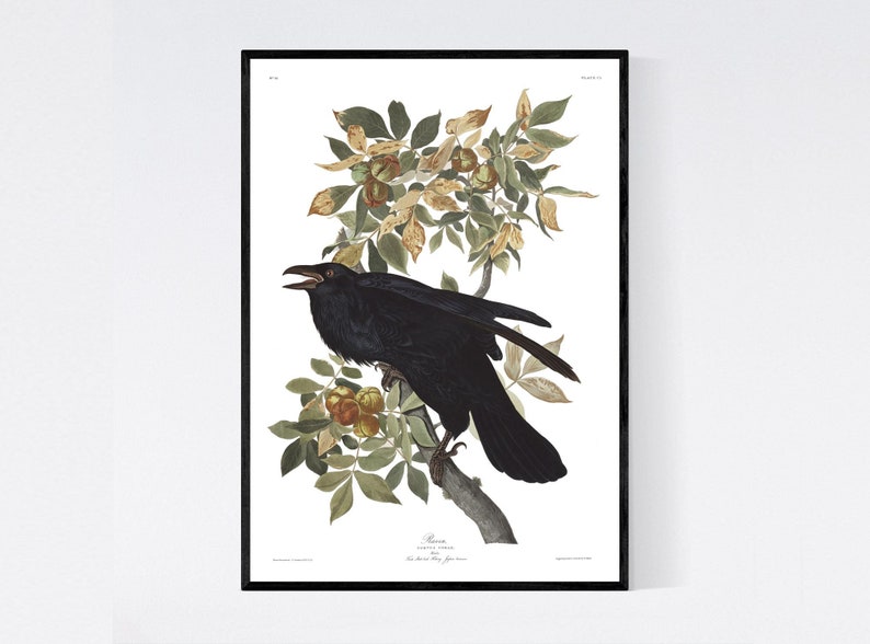 Raven Bird Print Vintage Bird Illustration From 19th Century - Etsy