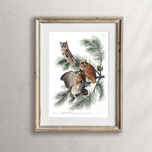 Little Screech Owl Print Vintage Bird Illustration From 19th Century ...
