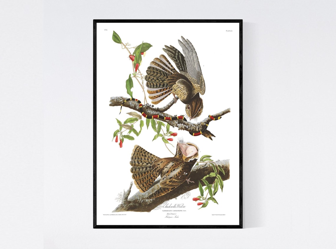 Chuck Will's Widow Print Vintage Bird Illustration From - Etsy