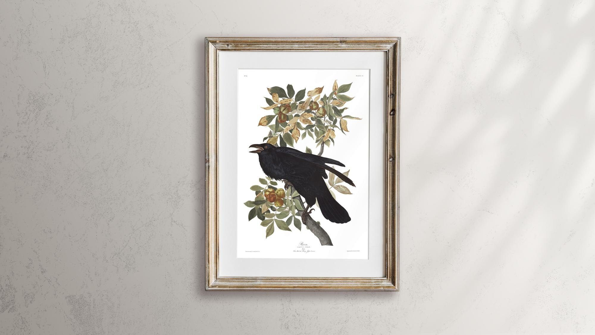 Raven Bird Print Vintage Bird Illustration From 19th Century - Etsy
