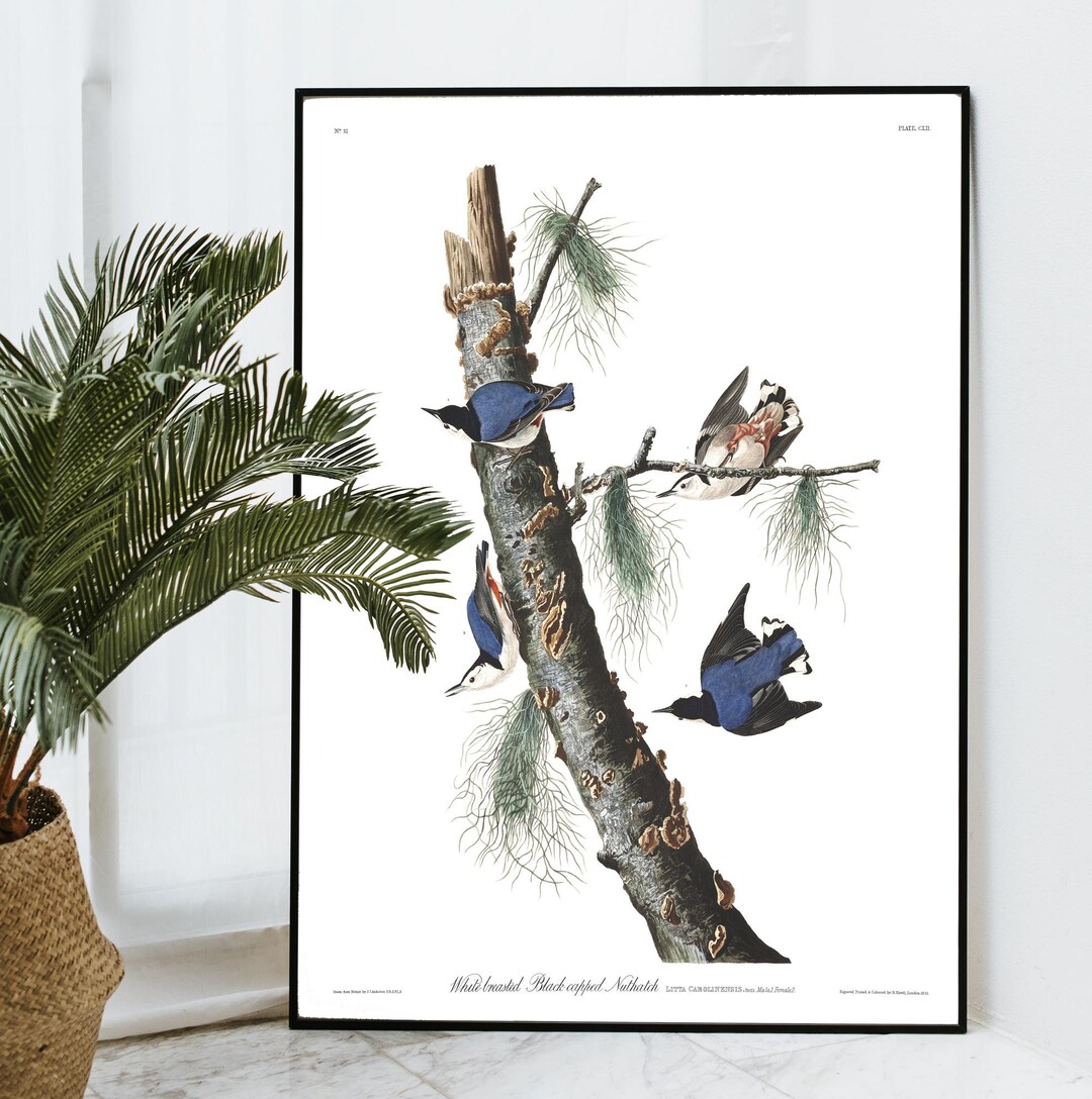 White Breasted Black Capped Nuthatch Print Vintage Bird - Etsy