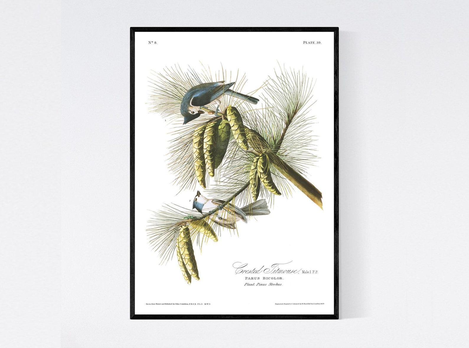 Crested Titmouse Bird Print Vintage Bird Illustration From | Etsy