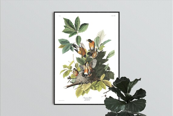 American Robin Print Vintage Bird Illustration From 19th - Etsy
