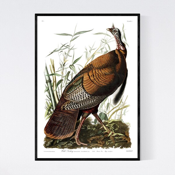 Wild Turkey Poster - Etsy