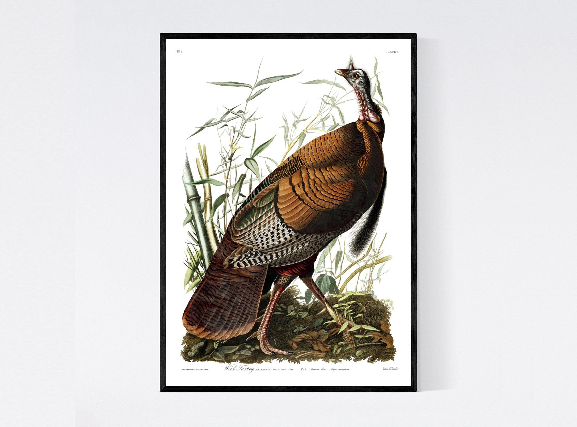 Wild Turkey Print Vintage Bird Illustration From 19th | Etsy
