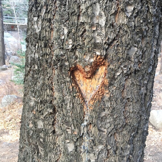 Heart Carved Into a Tree Poster | Etsy