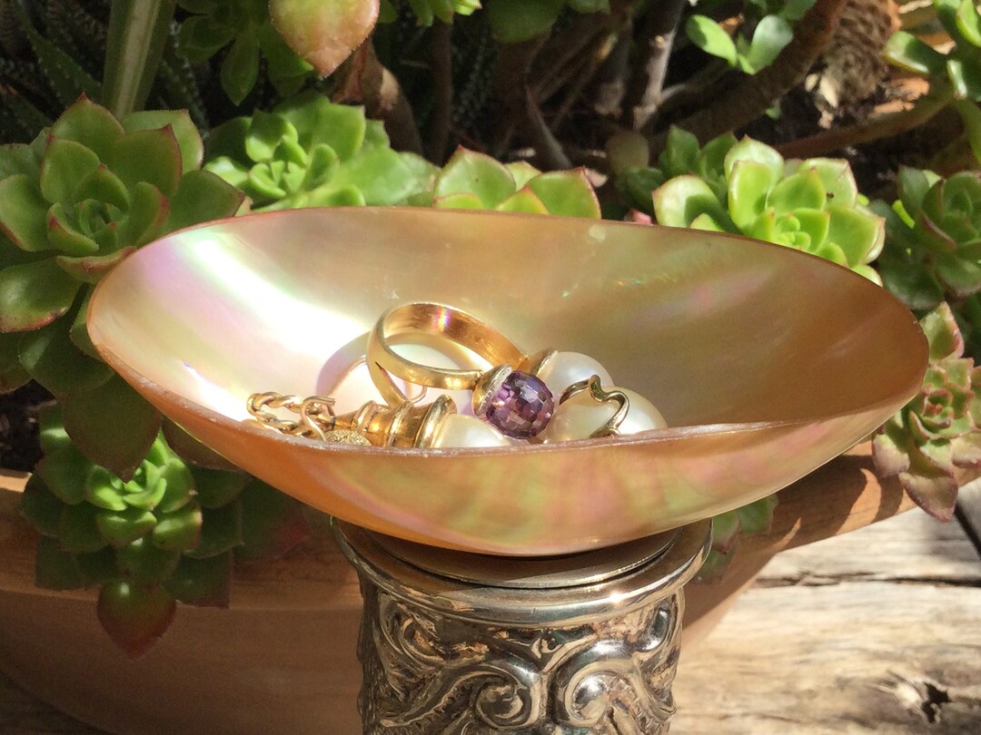 Antique Turban Shell Dish. Turbo. Caviar Rings Trinkets. Polished ...