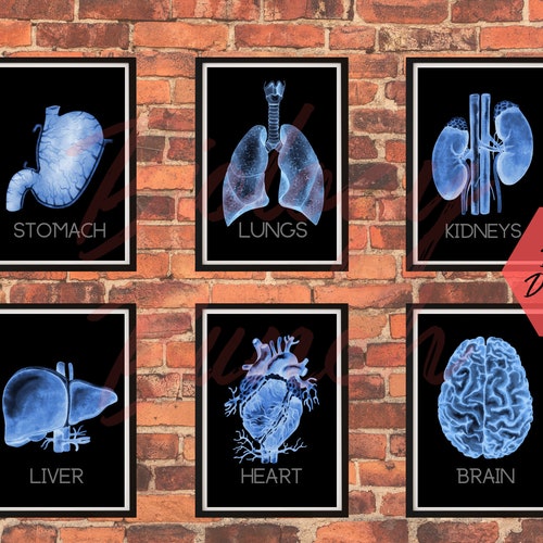 PRINTABLE X-RAY Human Anatomy Art Biology Medical Art Biology - Etsy