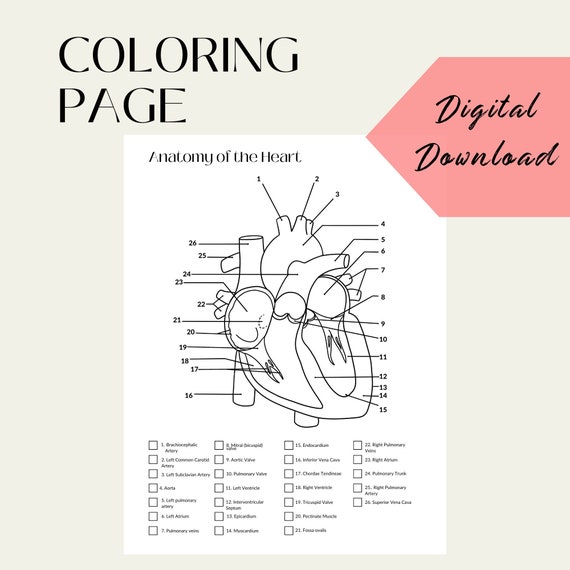 Human Heart Anatomy Coloring Page