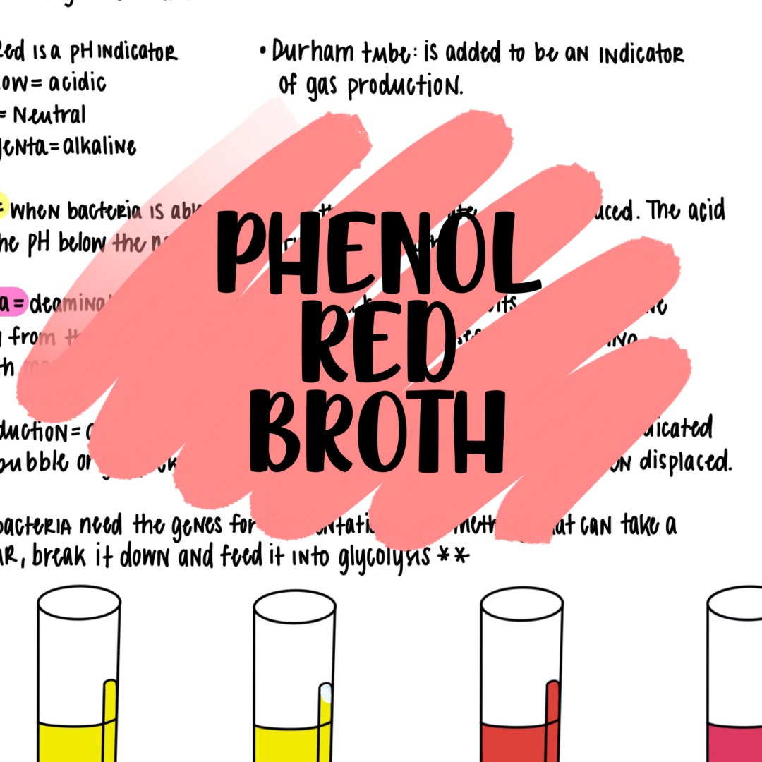 Phenol Red Broth Condensed Note Page - Etsy