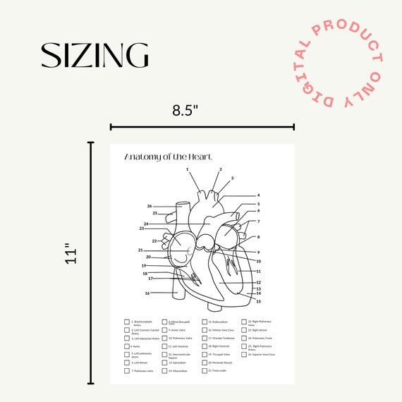 Heart Anatomy Coloring Page