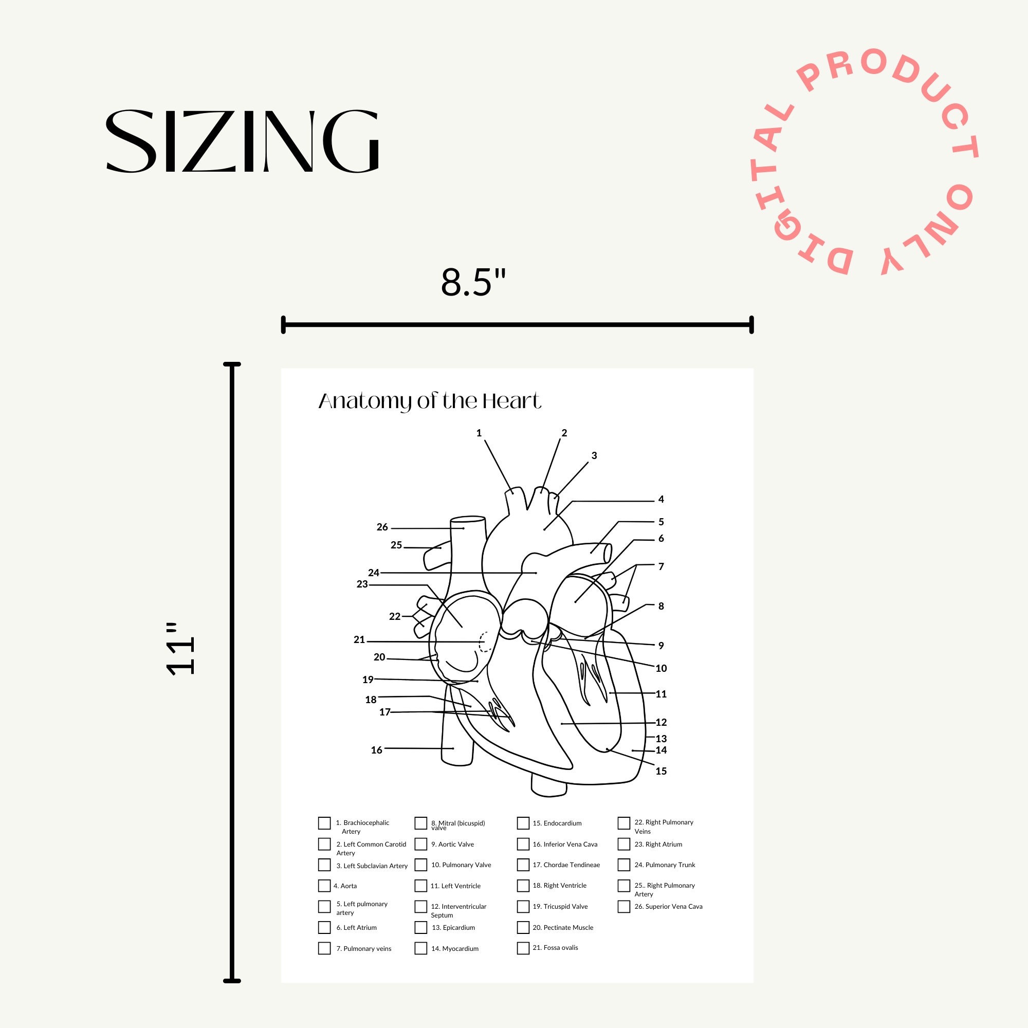 Heart Anatomy Color By Number