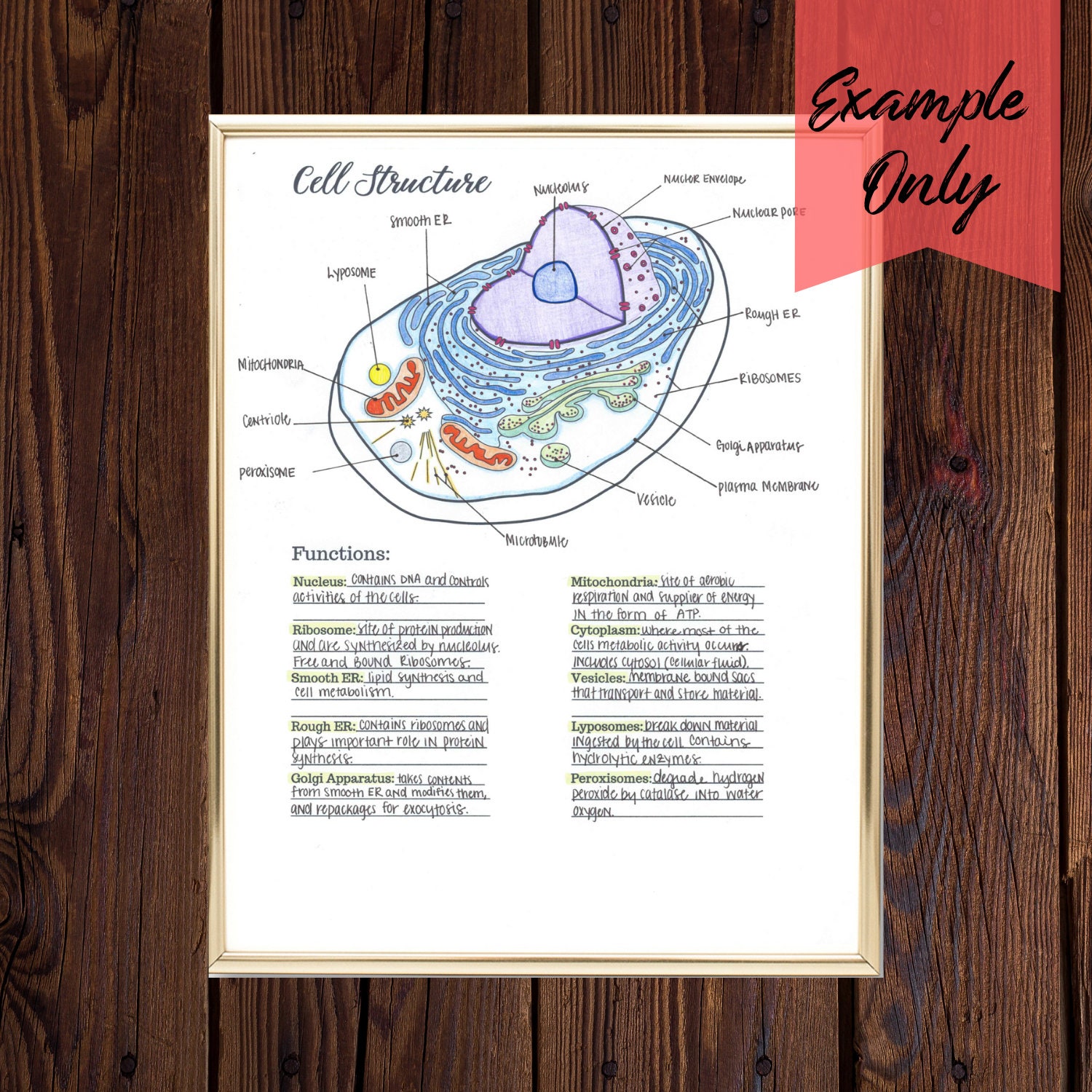 Cell Structure>> Cell Contents>> Cell Study Guide>> Biology>> Cellular ...