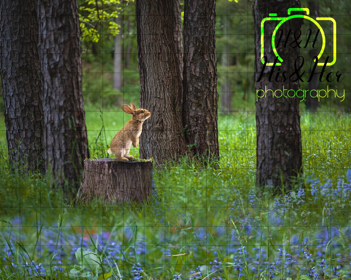 Forest Rabbit Digital Background Digital Backdrop Digital - Etsy