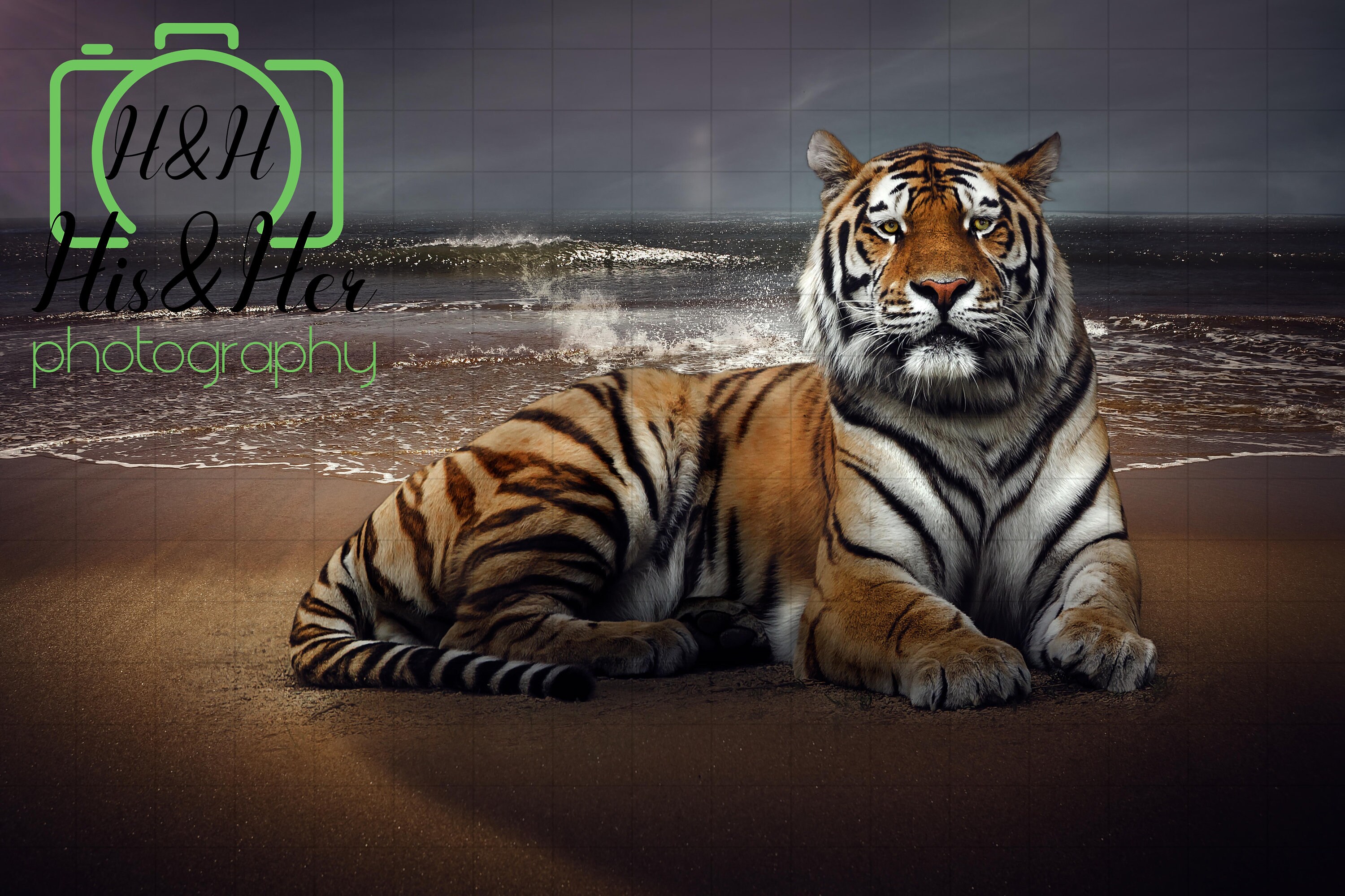 Tiger on Beach Digital Background Digital Backdrop Digital | Etsy