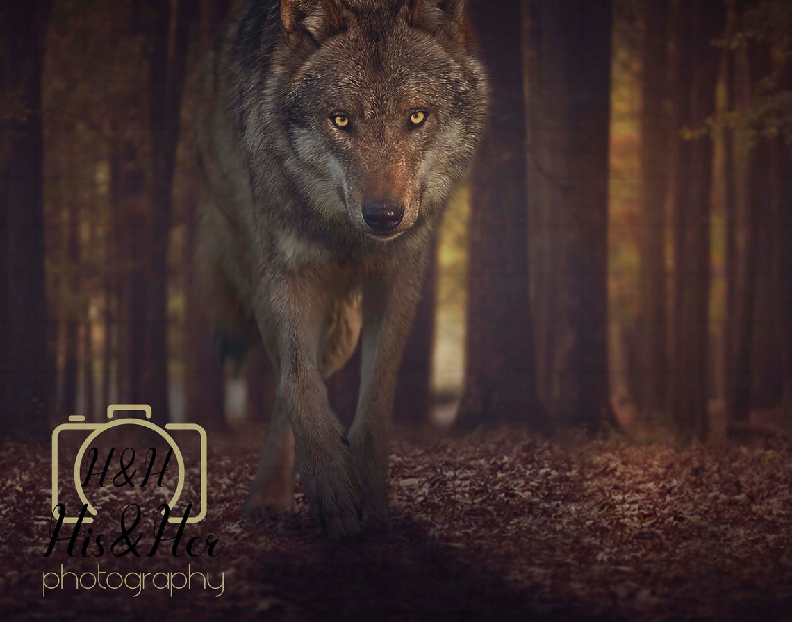 Wolf, Digital Background, Digital Backdrop, Digital Composite - Etsy