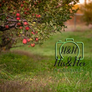 Apple Orchard, 5 Digital Backgrounds, Digital Background, Digital ...