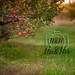 Apple Orchard, 5 Digital Backgrounds, Digital Background, Digital ...