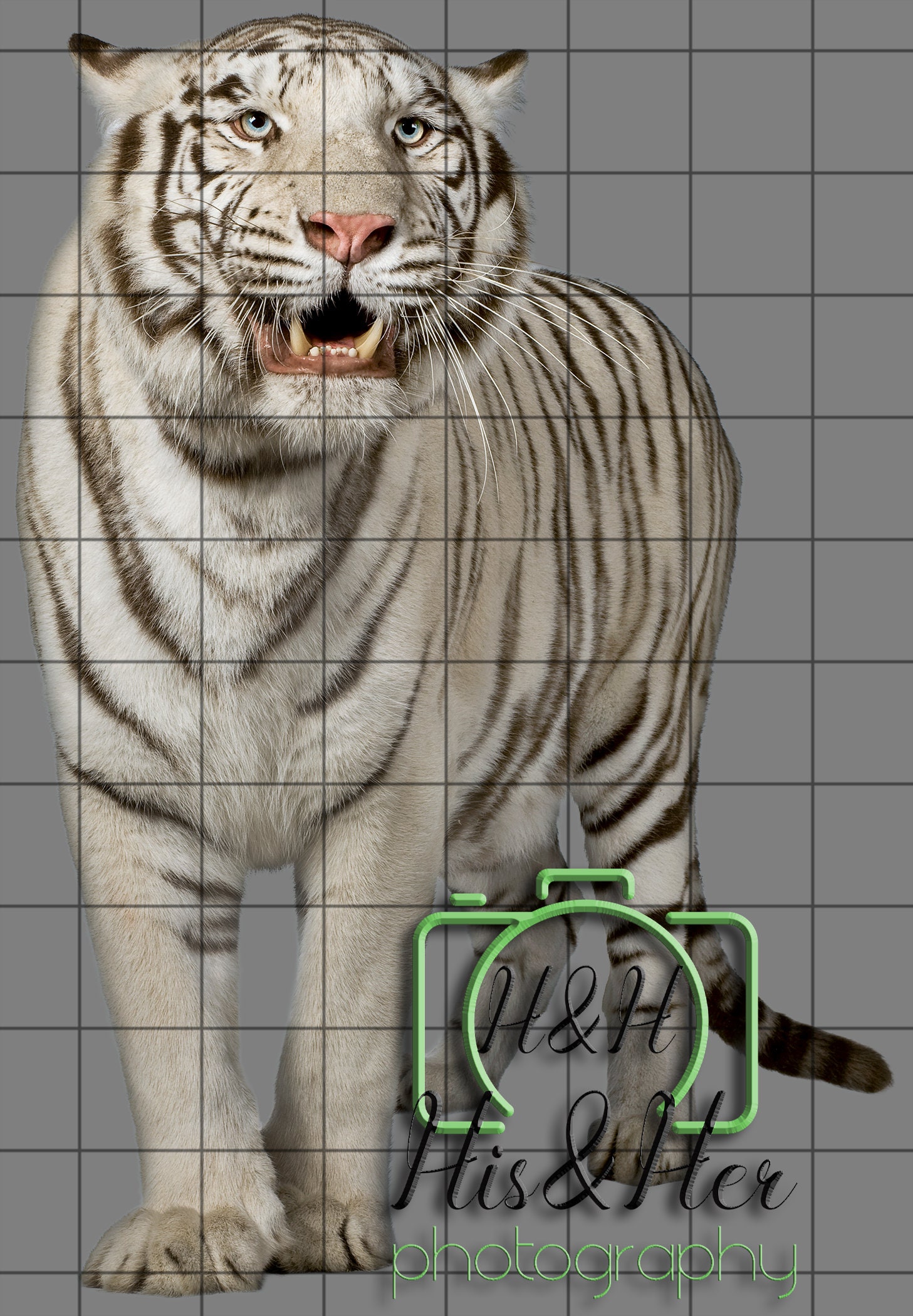 White Tiger 1 PNG Transparent Background Overlay | Etsy