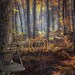 Hunting Tree Stand, Digital Background, Digital Backdrop, Digital ...