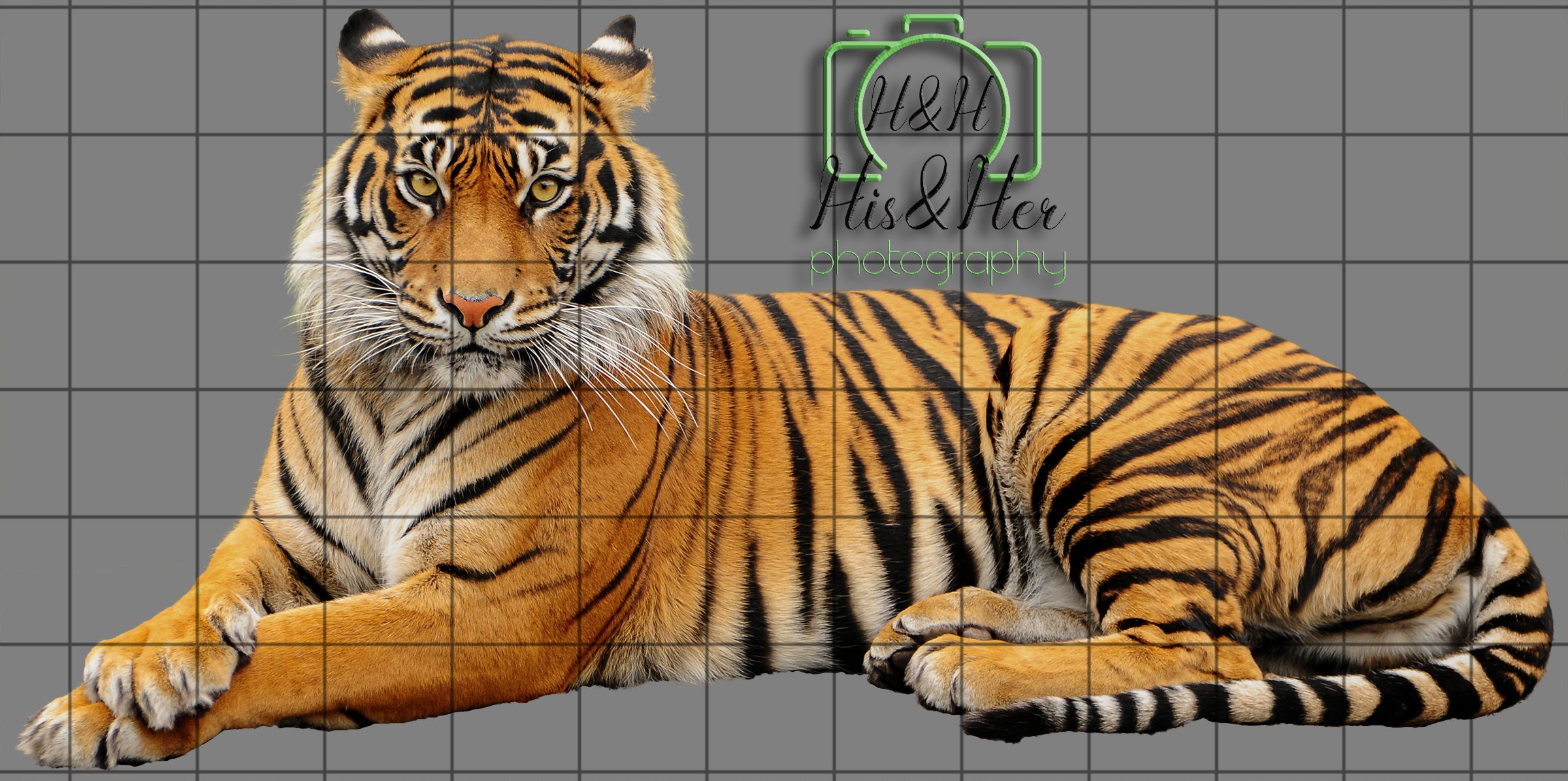 Tiger Laying Down Clipart