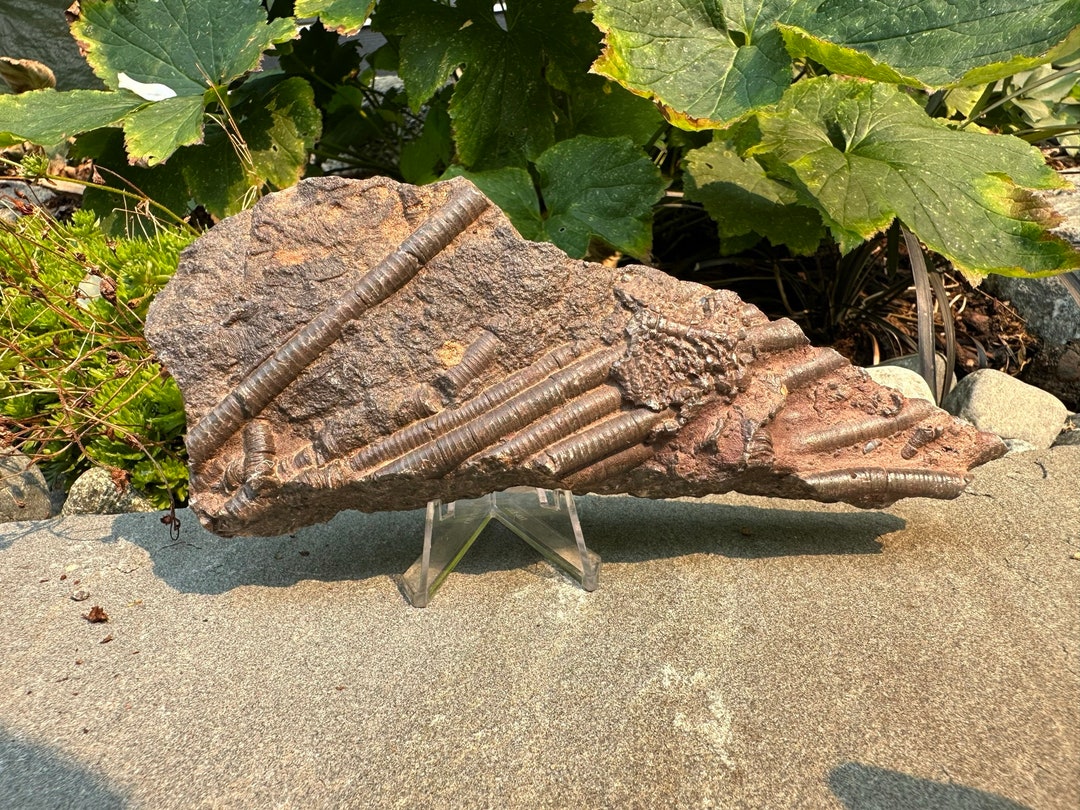 Crinoid Stem Cluster in Matrix From Morocco – Fossilized Echinoderm ...