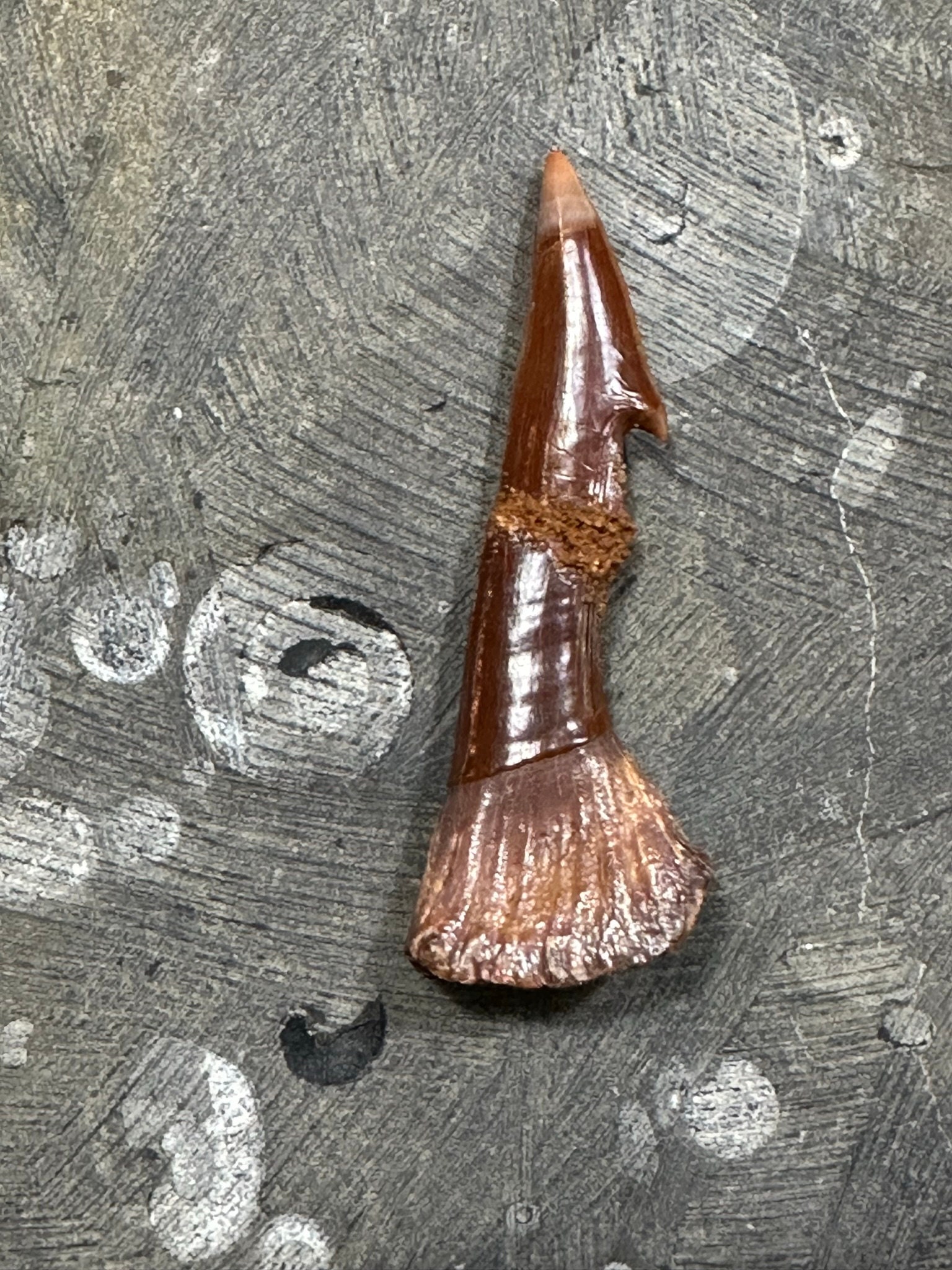 Cretaceous Sawfish Tooth Fossil – Onchopristis From Morocco - Etsy