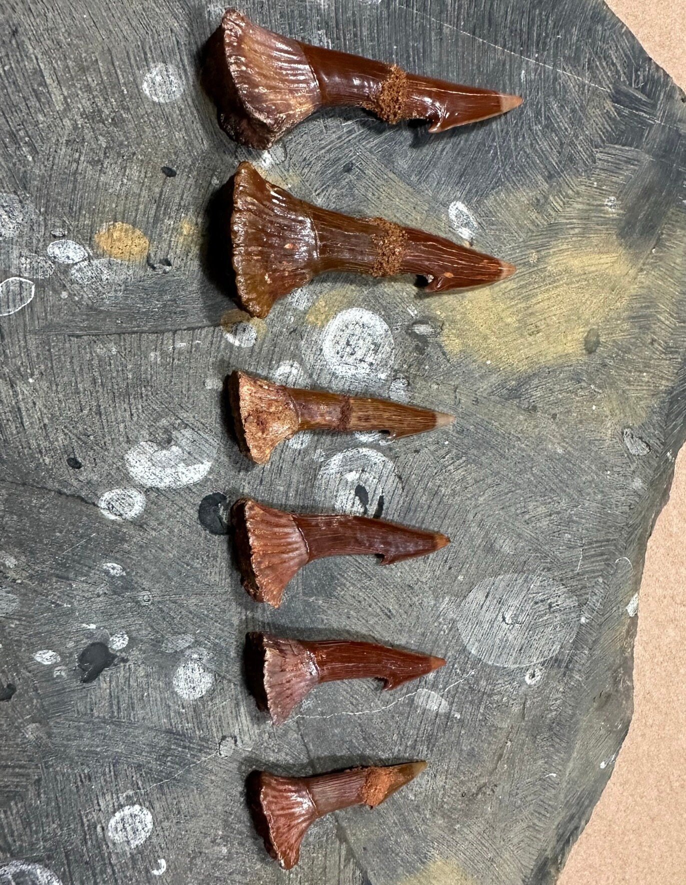 Cretaceous Sawfish Tooth Fossil – Onchopristis From Morocco - Etsy