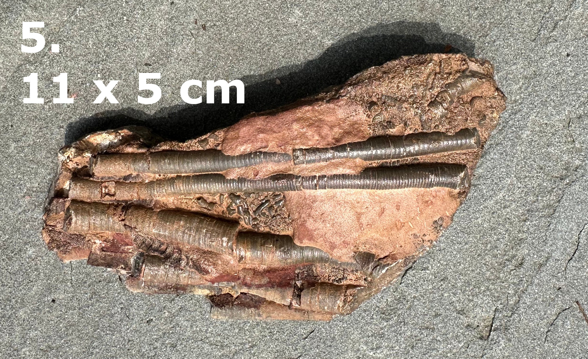 Crinoid Stem Cluster in Matrix From Morocco – Fossilized Echinoderm ...
