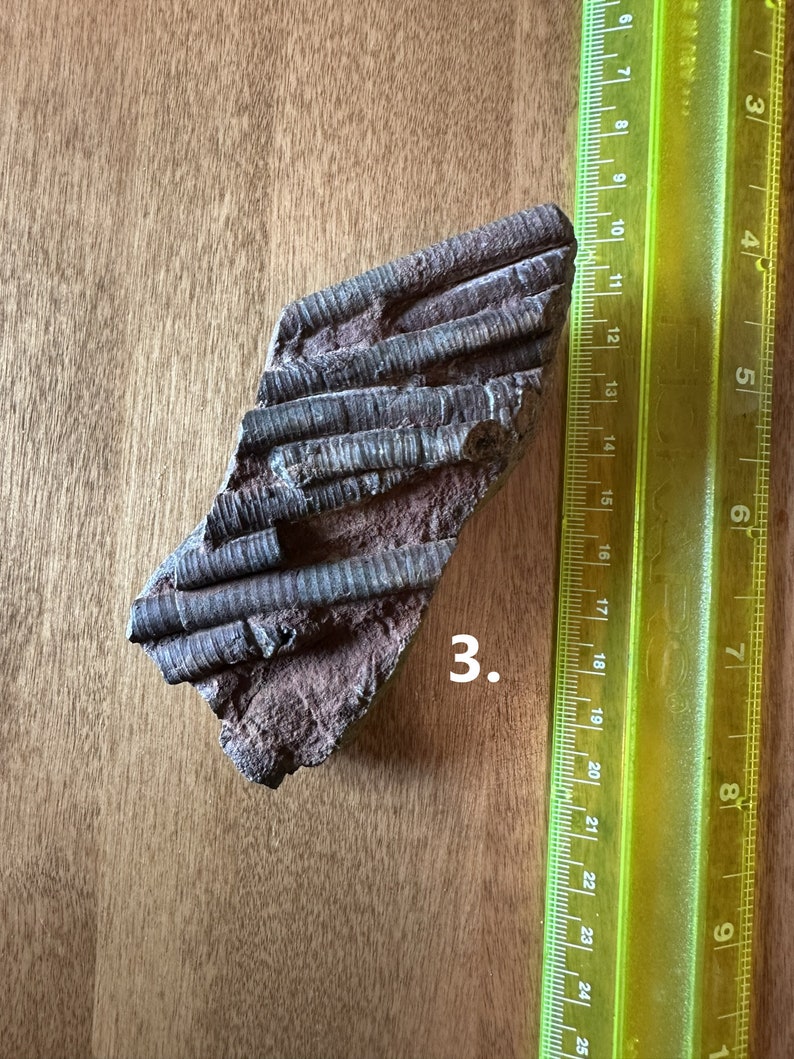 Crinoid Stem Cluster in Matrix From Morocco – Fossilized Echinoderm ...