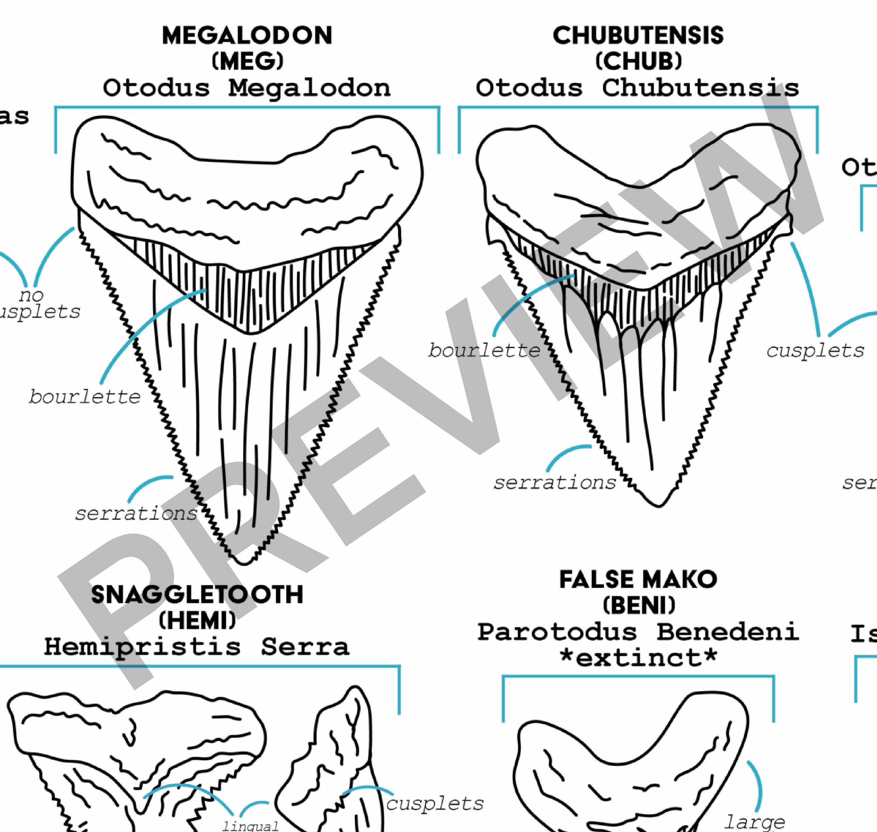 Shark Tooth Identification Sheet, Instant Download - Etsy