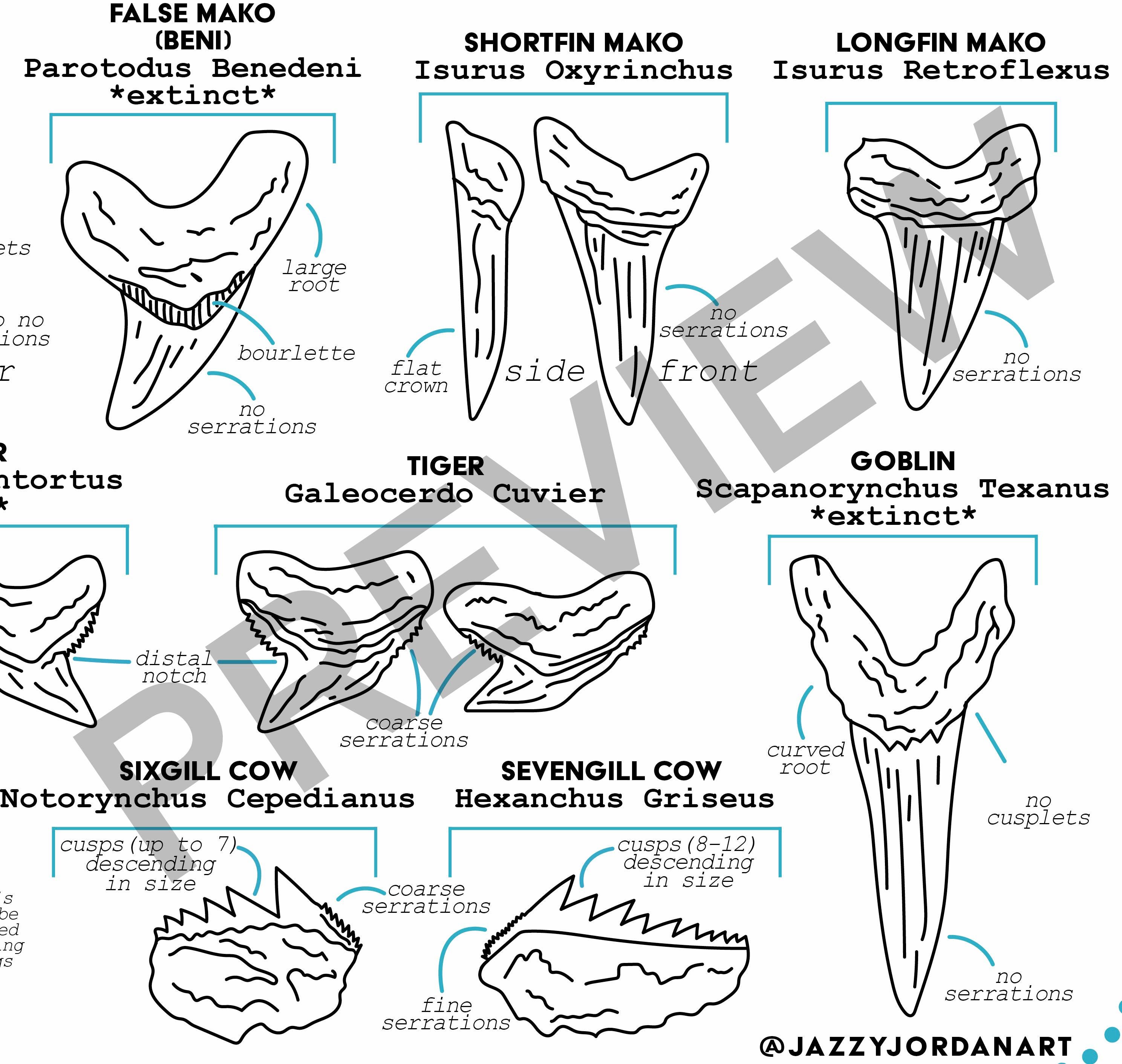 Shark Tooth Identification Sheet, Instant Download - Etsy