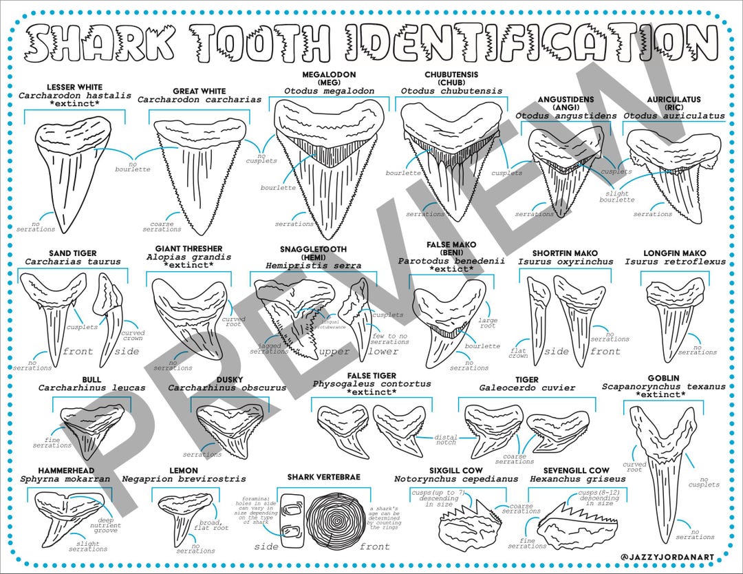 Shark Tooth Identification Sheet, Instant Download - Etsy