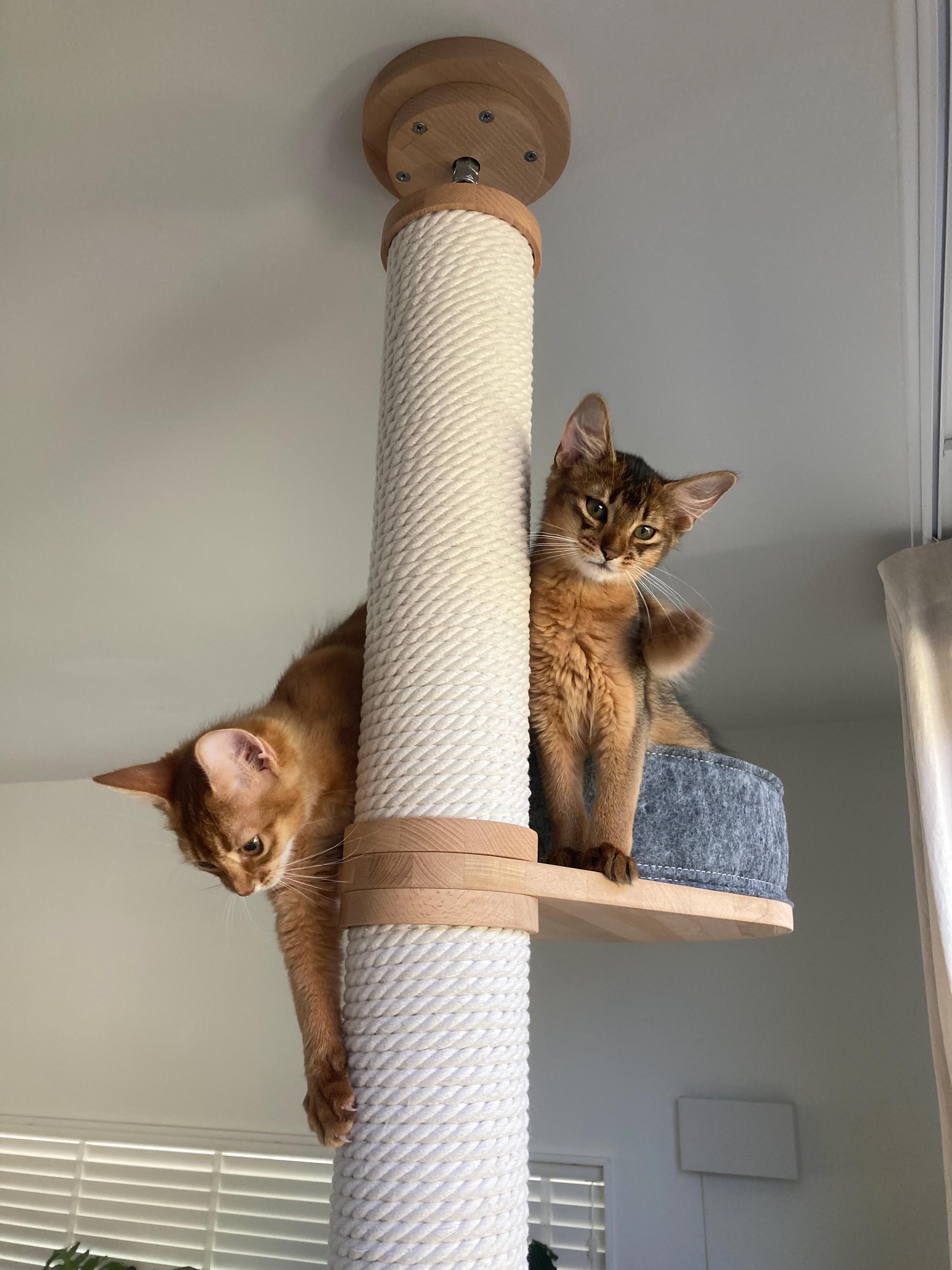 Modern Climber Cat Tree, Floor to Ceiling Cat Tree Tower, Wooden Cat ...