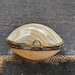 Antique Victorian Shell Purse - Etsy