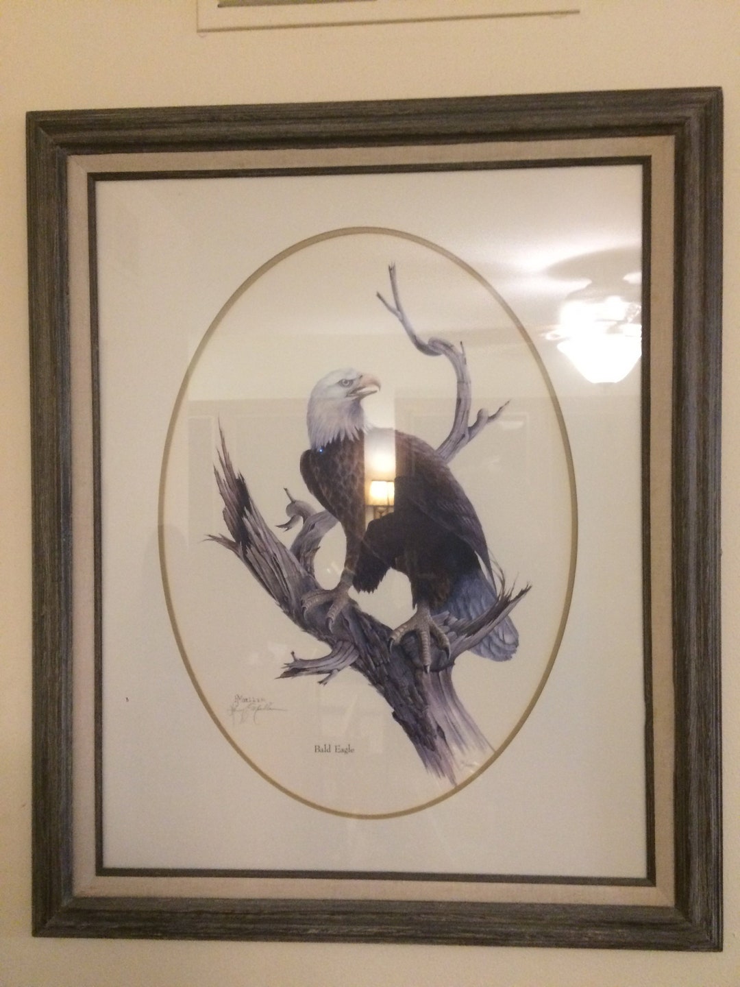 Framed and Autographed bald Eagle or - Etsy