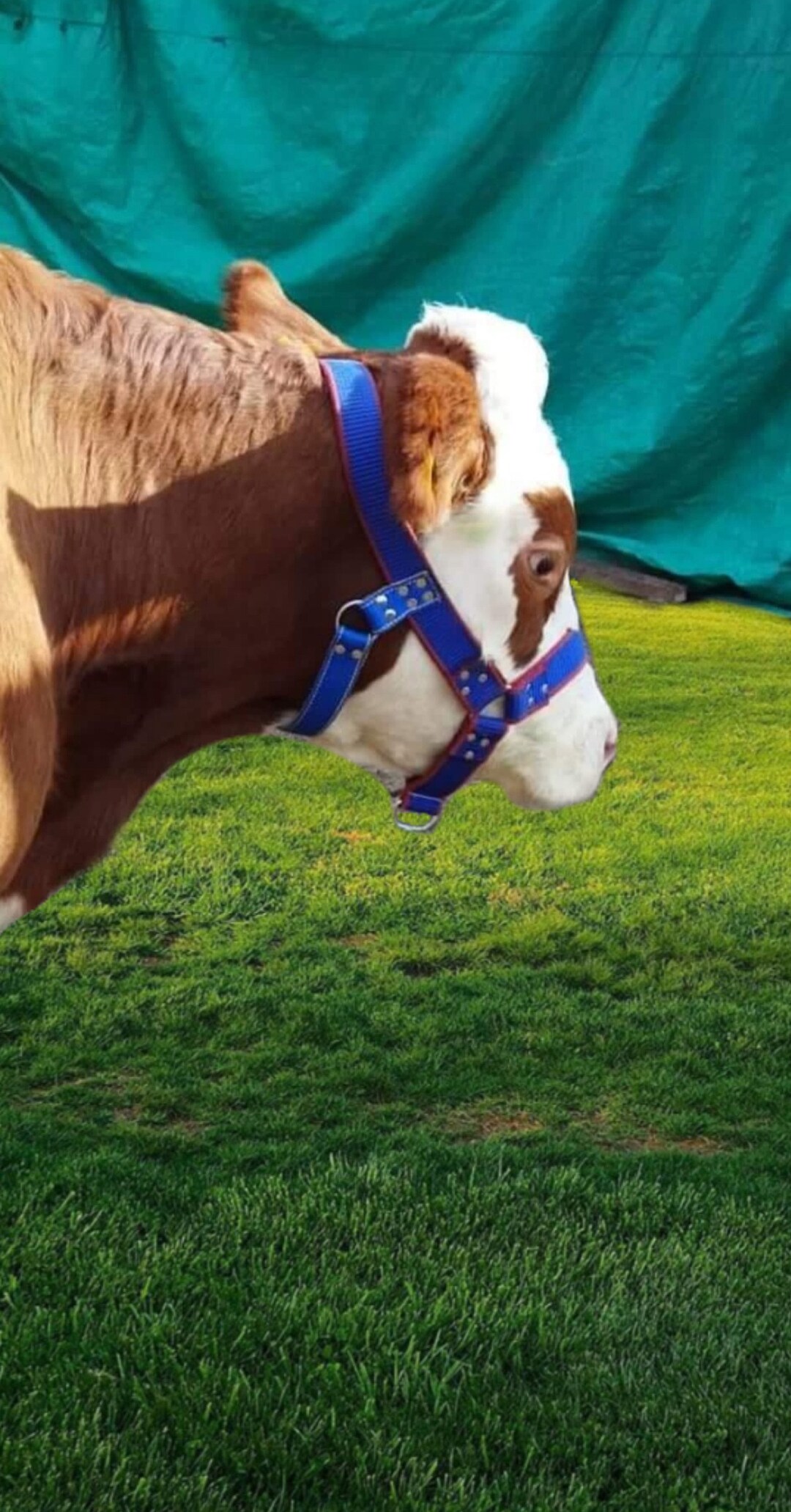 Webbing Cow Halter Adjustable Standard Size With Bell Option - Etsy