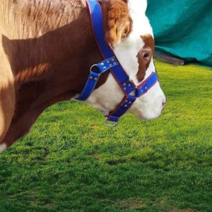 Webbing Cow Halter Adjustable Standard Size With Bell Option - Etsy