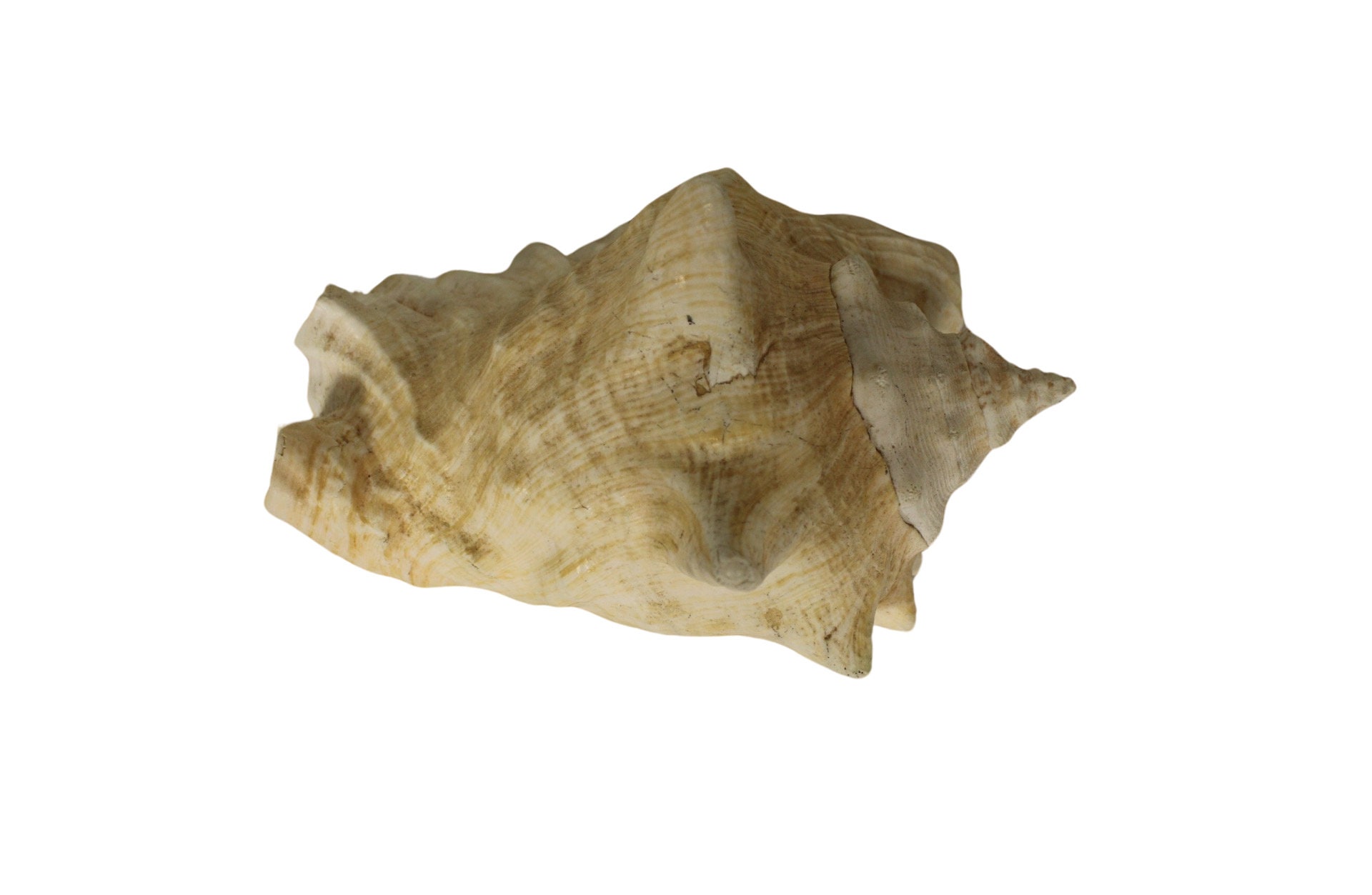 Large Big Conch Sea Shell Pink Mollusk Queen Snail Seashell Ocean Beach ...