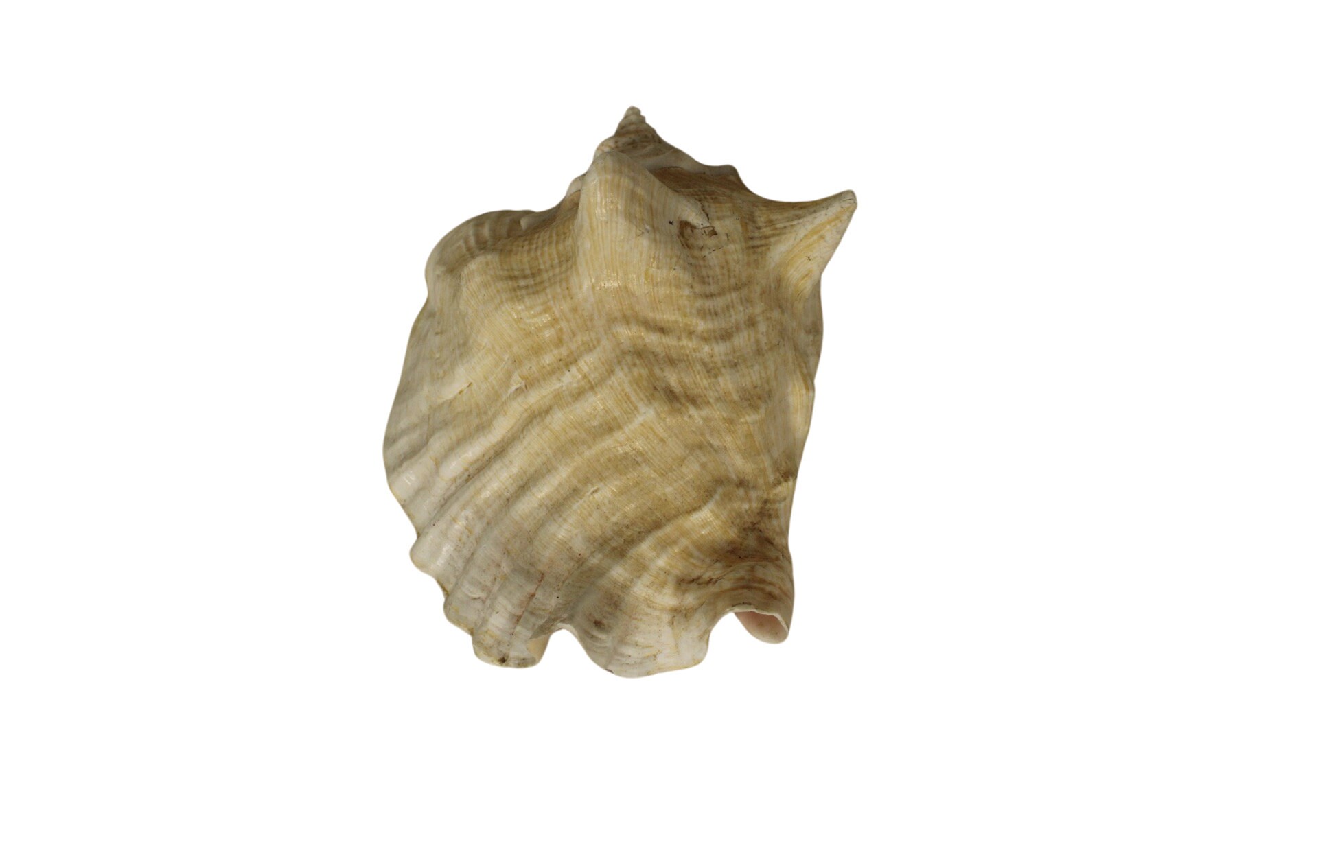 Large Big Conch Sea Shell Pink Mollusk Queen Snail Seashell Ocean Beach ...