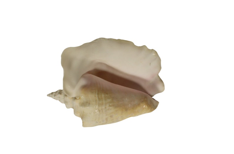 Large Big Conch Sea Shell Pink Mollusk Queen Snail Seashell Ocean Beach ...