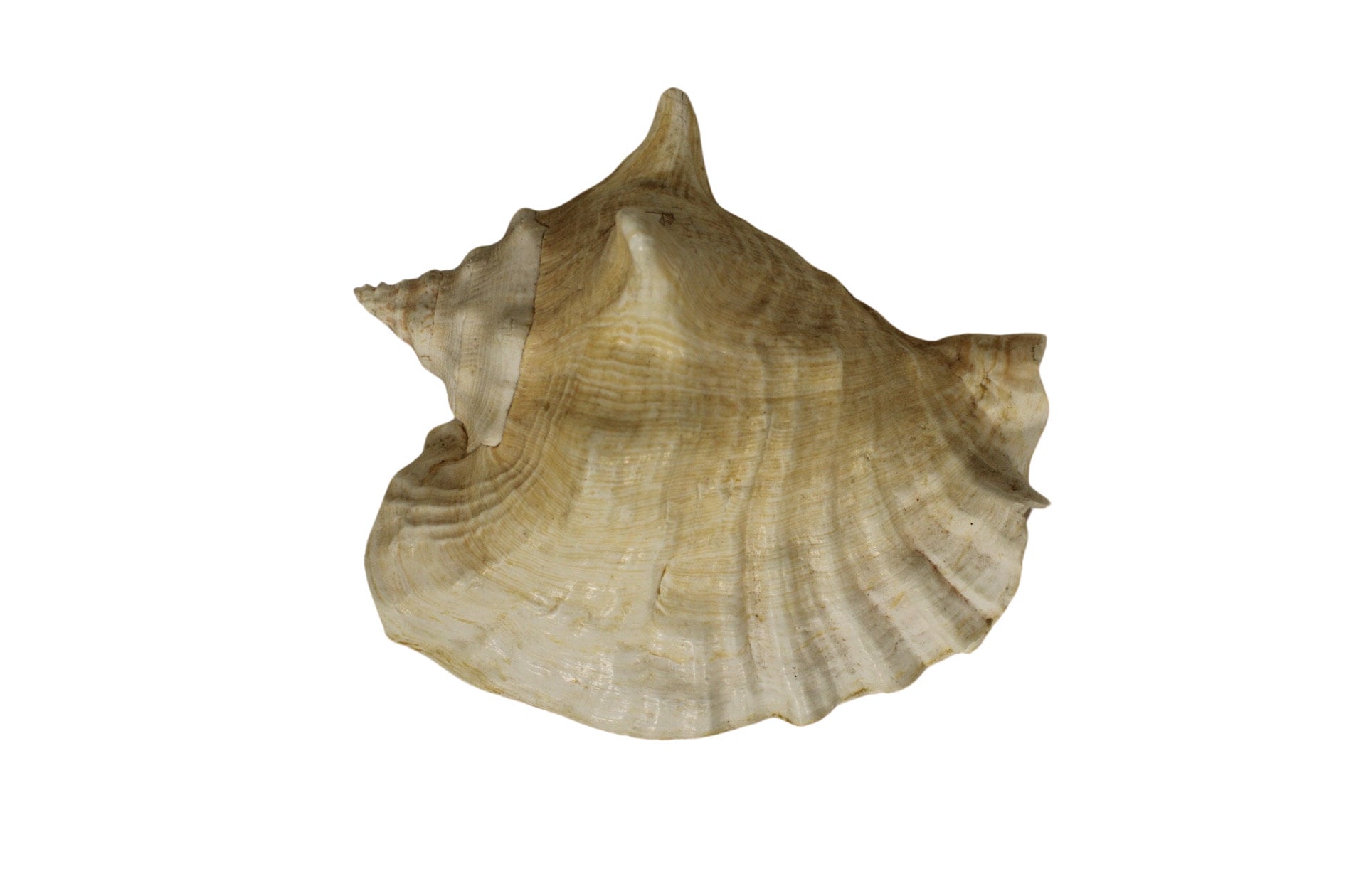 Large Big Conch Sea Shell Pink Mollusk Queen Snail Seashell Ocean Beach ...